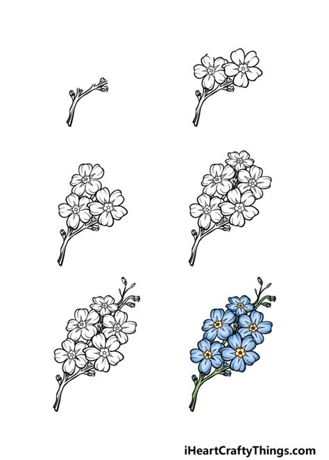 Forget Me Not Drawing How To Draw A Forget Me Not Step By Step