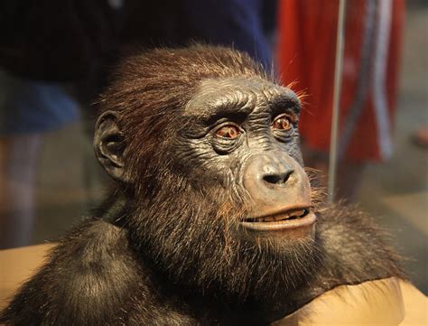 Chimpanzees Branch Off Chlca