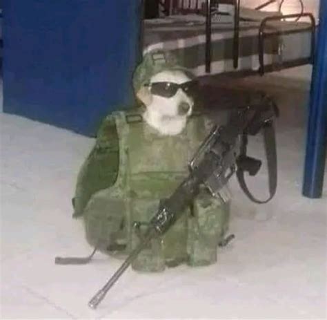 Waffen Ss Kitty Ready For War On The Barrel Of A 88 On A Tiger Funny Artofit