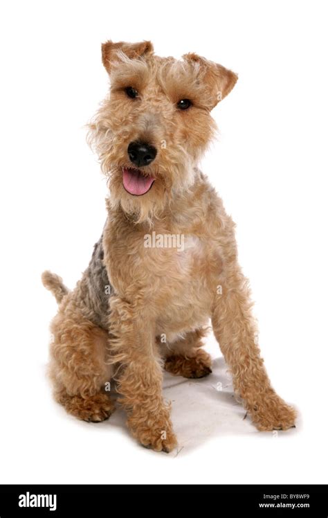 Cute Welsh Terrier Puppies