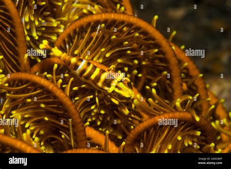 Shrimp On Crinoid Ambon Crinoid Shrimp Laomenes Amboinensis Centre