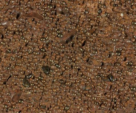 Oolite - Sedimentary Rocks
