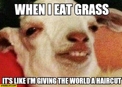 When I Eat Grass Its Like Im Giving The World A Haircut Sheep Meme