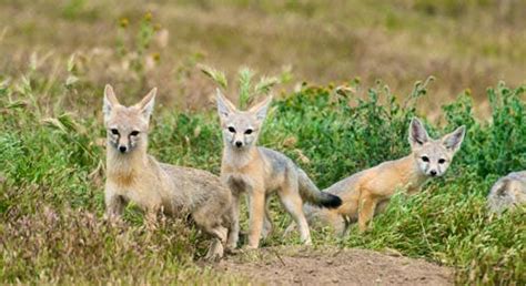 Worth Defending Defenders Of Wildlife