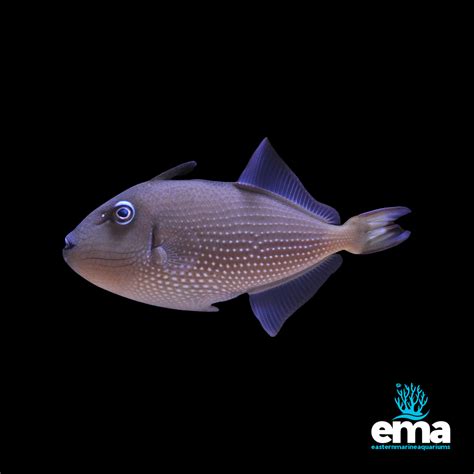 Blue Throat Triggerfish Female Easternmarine Aquariums