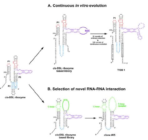 In Vitro Evolution Systems Based On The Class Dsl Ribozyme A Left Download Scientific