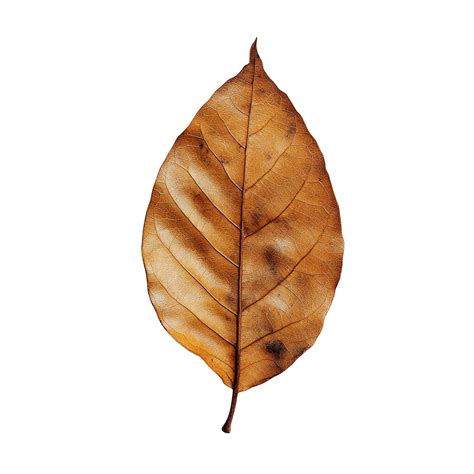 A Single Dried Brown Leaf With Natural Textures Isolated On A