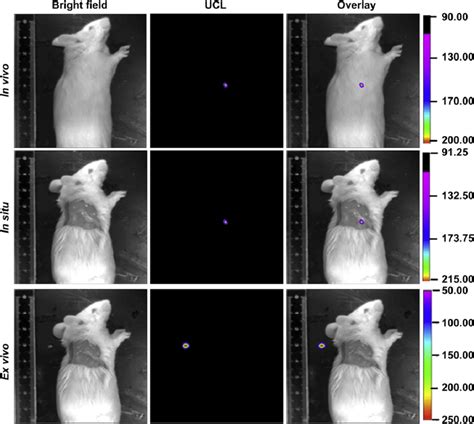 In Vivo In Situ And Ex Vivo Imaging Of The Lymph Node With Sm Ucnps Download Scientific Diagram