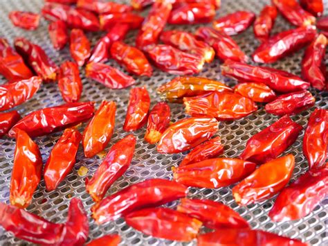 Foods For Long Life Dehydrating Serrano Hidalgo Peppers