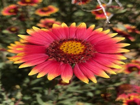 Native American Flowers