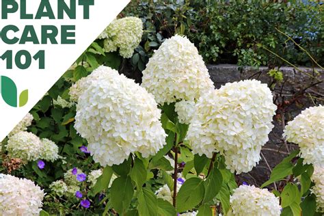 Hydrangea Care 101 How To Grow Hydrangeas In A Home Garden Bob Vila