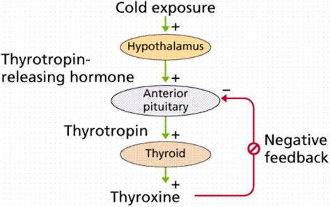 Endocrine System Feedback Loop Diagram Endocrine System Feedback Loop Diagram