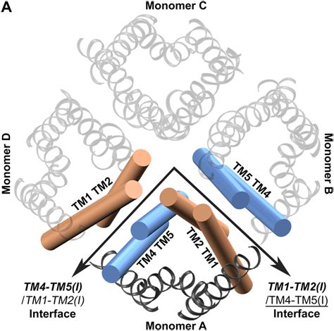 Zmpip1 2 Homo Tetramer Showing Two Different Monomer Monomer Interfaces Download Scientific