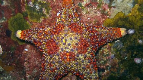 Echinoderm Definition Characteristics Species And Facts Britannica