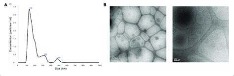 Characterization Of Bm Evs By Nta And Electron Microscopy A Nta