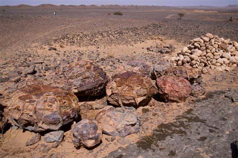 Tour En 4x4 Por El Desierto Y La Cantera De Fósiles De Erfoud ¡descubre Merzouga【2026】