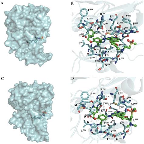 Binding Conformations Of The Her2 Lapatinib And Her2 2i Complexes Download Scientific Diagram