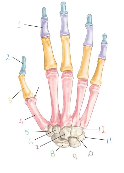 Anatomy Of The Fingers And Thumb Diagram Quizlet