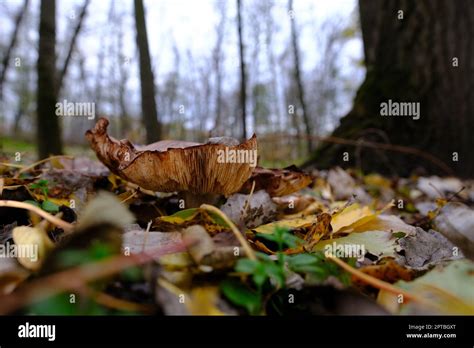 Huge Mushroom Lepista Nuda Also Clitocybe Nuda Wood Blewit Mushroom In The Autumn Forest Day
