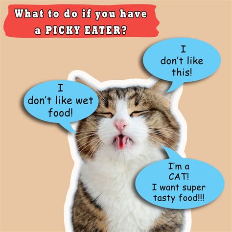 Picky Cat Memes
