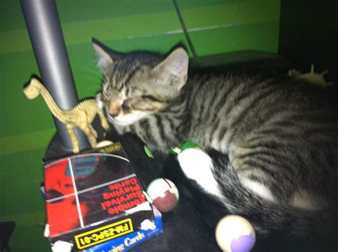 Dino Kitty By Deanxsampwns On Deviantart