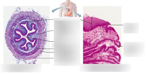 Microscopic Structure Of The Esophagus Diagram Quizlet