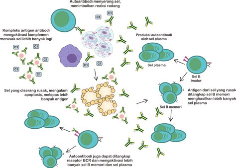 Patogenesis Dan Patofisiologi Sle Systemic Lupus Erythematosis