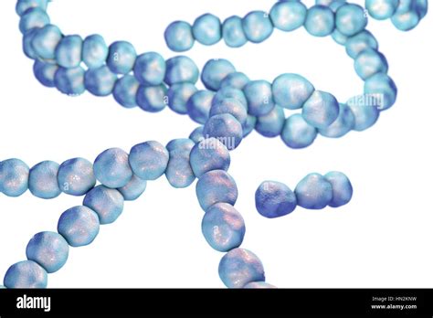 Streptococcus Bacteria Computer Illustration Streptococcus Bacteria Streptococcus Bacteria Computer Illustration Streptococcus Bacteria
