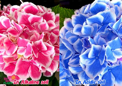 Hydrangea Tea Time™ Bicolour 7 Pot Hello Hello Plants