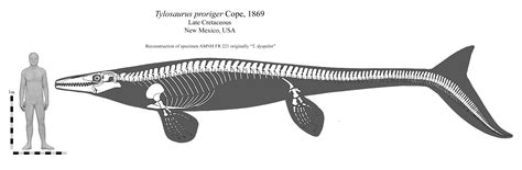 Tylosaurus Skeleton