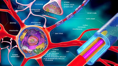 Protein Aggregation In Parkinsons Disease At Nathan Oneill Blog
