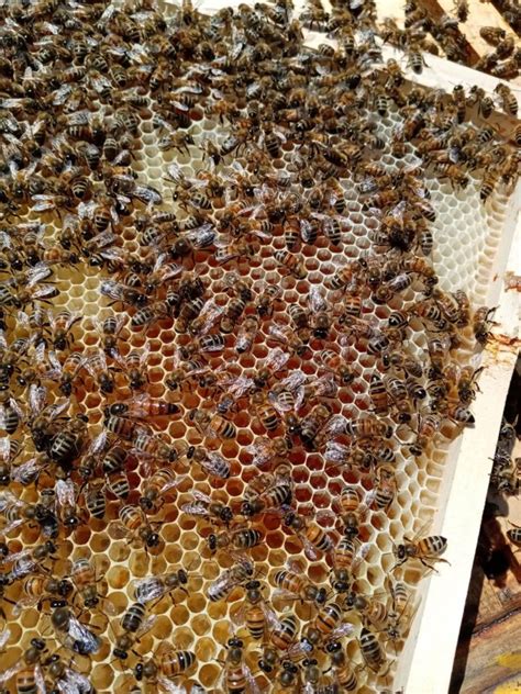 Importanta Albinelor Pentru Ecosistem Si Cum Le Putem Proteja