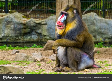Mandrill Baboon