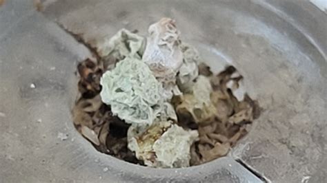 미니 선인장 살아 있을까요 지식in