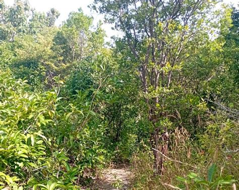 The Lost Gardens Of Ko Tao Laurel Goss Enroot