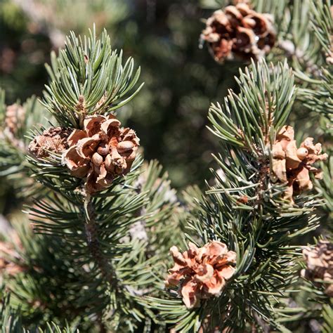 Pinus Edulis Pinus Edulis Picturethis