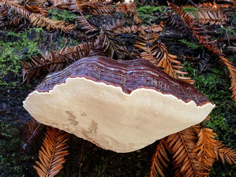 California Fungi Ganoderma Oregonense