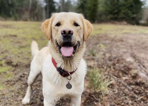 41 Loving Labrador Mixes The Ultimate Lab Mix Guide
