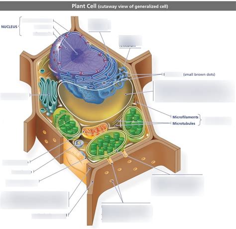 Exam 1 Plant Cell Diagram Dr Bhattacharya Diagram Quizlet
