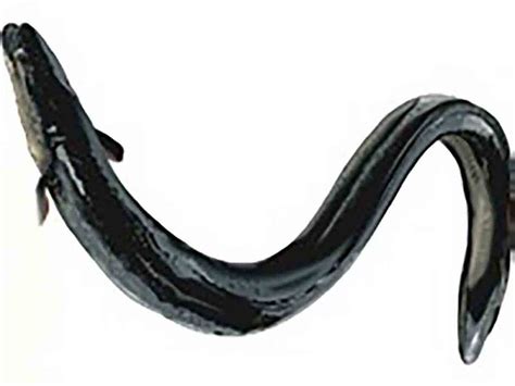 Afla Denumirea Stiintifica Denumirea Populara Caracteristici Aspect Si Raspandirea In Romania