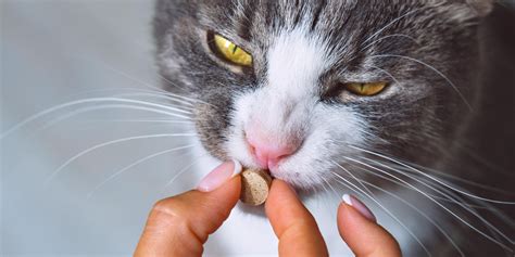 Common Older Cat Behavior Problems Purina Us