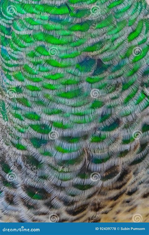 Peacock Patterns Stock Image 119638093