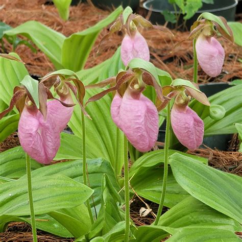 Ladys Slipper Plant Pink Flowers Carnivorous Plant Nursery