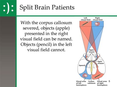 Biological Psychology Ppt Download