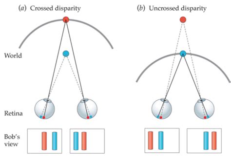 Monocular Cues