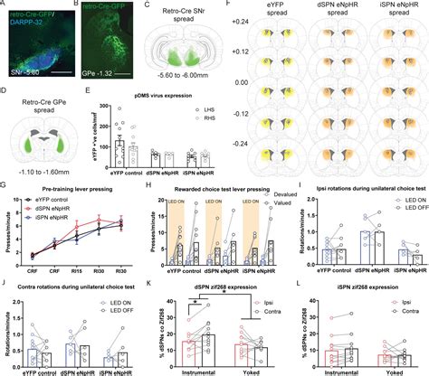 Figures And Data In Striatal Direct And Indirect Pathway Neurons Differentially Control The