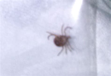 Orange Tick Looking Bug In Bathroom Pictures