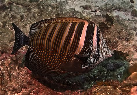 Indian Sailfin Tang Zebrasoma Desjardinii Bali Wildlife