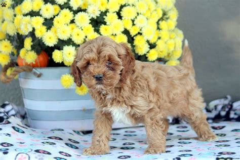 Emma Cockapoo Puppy For Sale In Pennsylvania