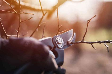 All About The Lemony Lace Elderberry Minneopa Orchards